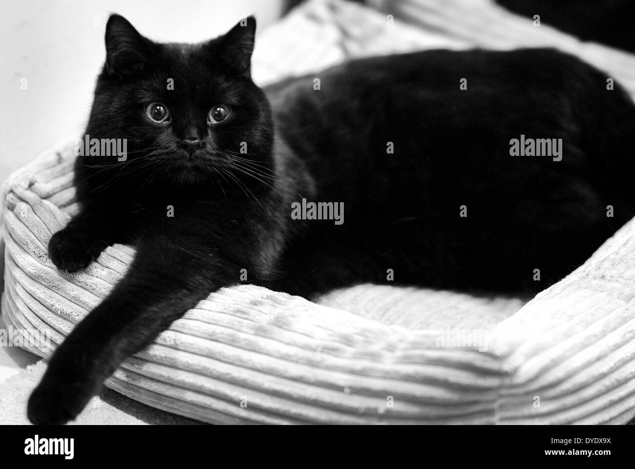 black cat relaxing Stock Photo - Alamy