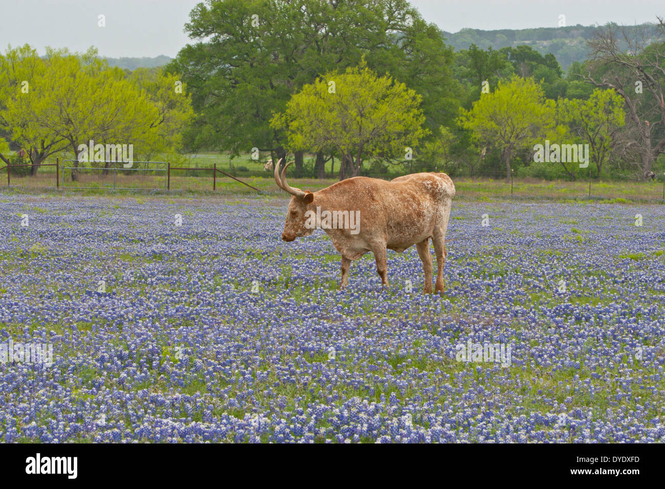 Texas longhorn bluebonnets hi-res stock photography and images - Alamy