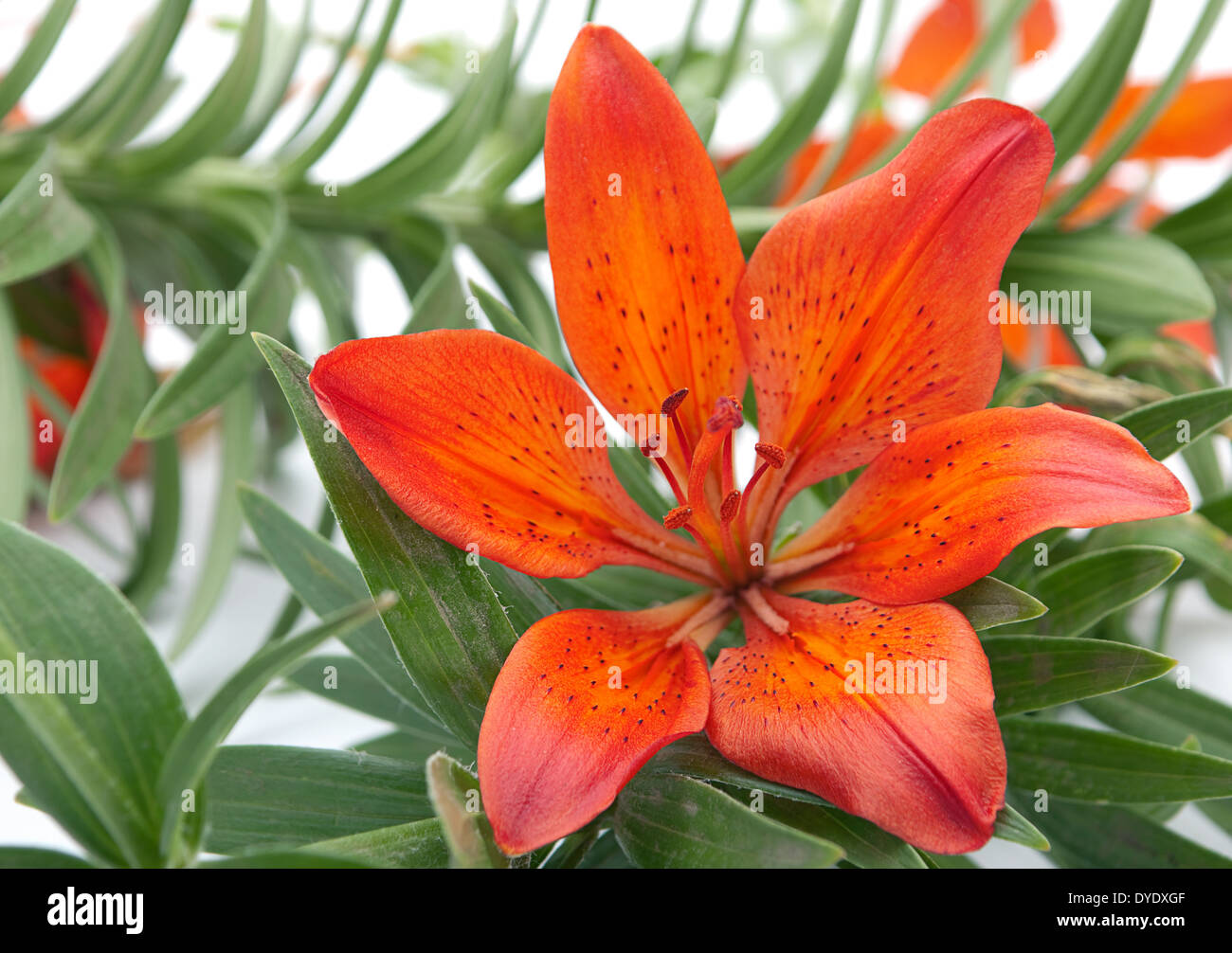 Red lily flower with leaf Stock Photo - Alamy