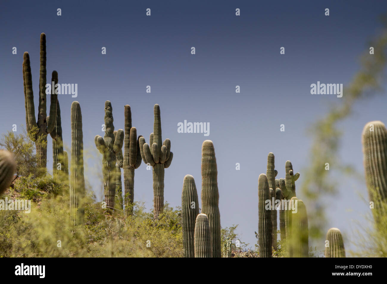 Cacti, Desert Botanical Gardens, Phoenix, Arizona, USA Stock Photo - Alamy
