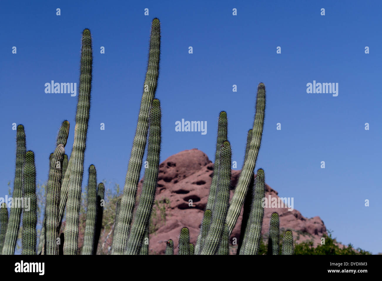 Cacti, Desert Botanical Gardens, Phoenix, Arizona, USA Stock Photo - Alamy