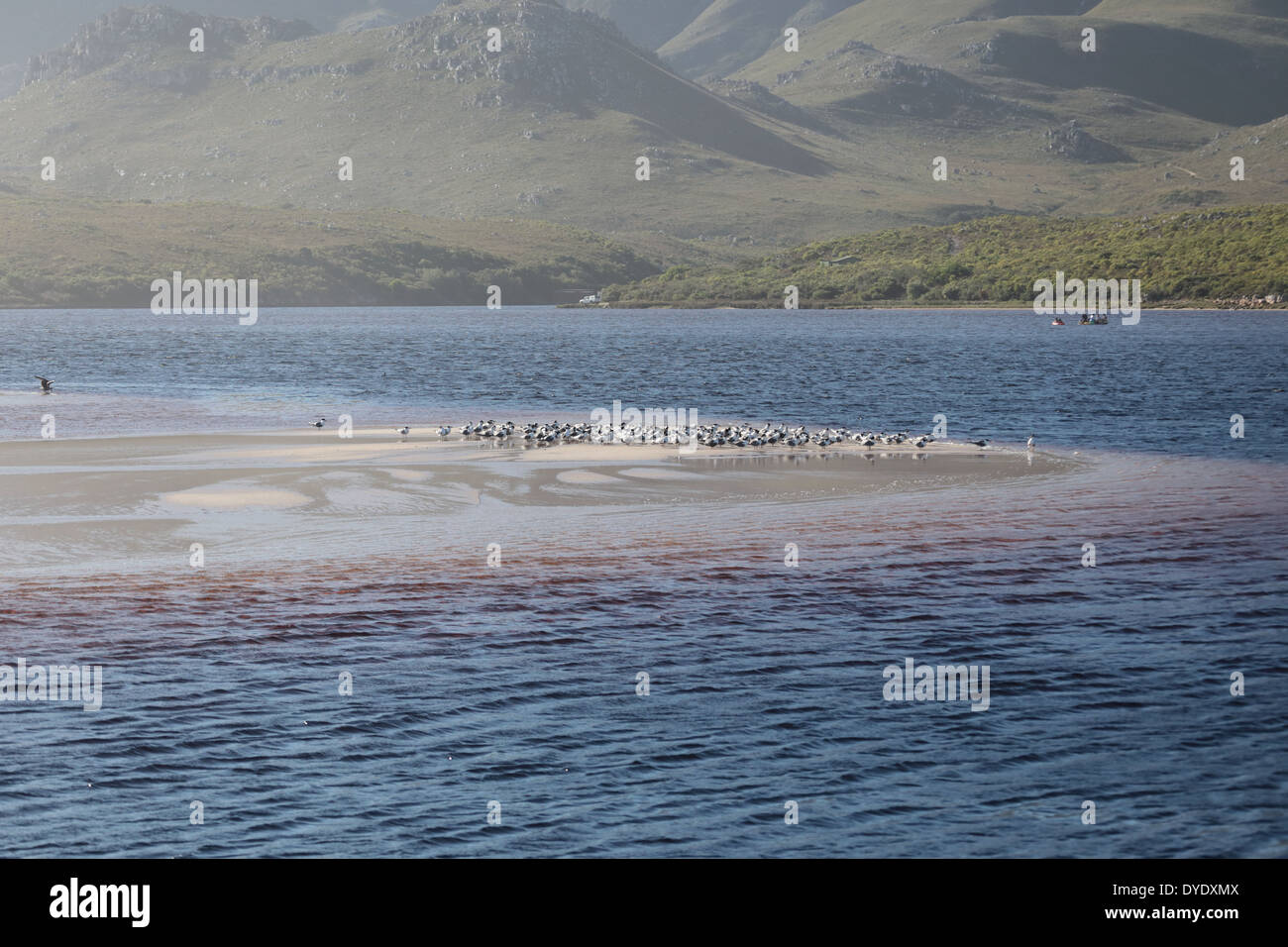 Sand bank and birds in the Palmiet River lagoon, Kleinmond Stock Photo ...