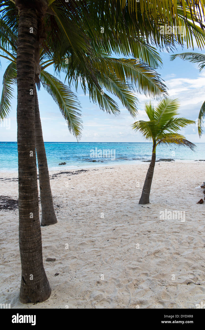 Tropical mexican caribbean beach palm hi-res stock photography and ...