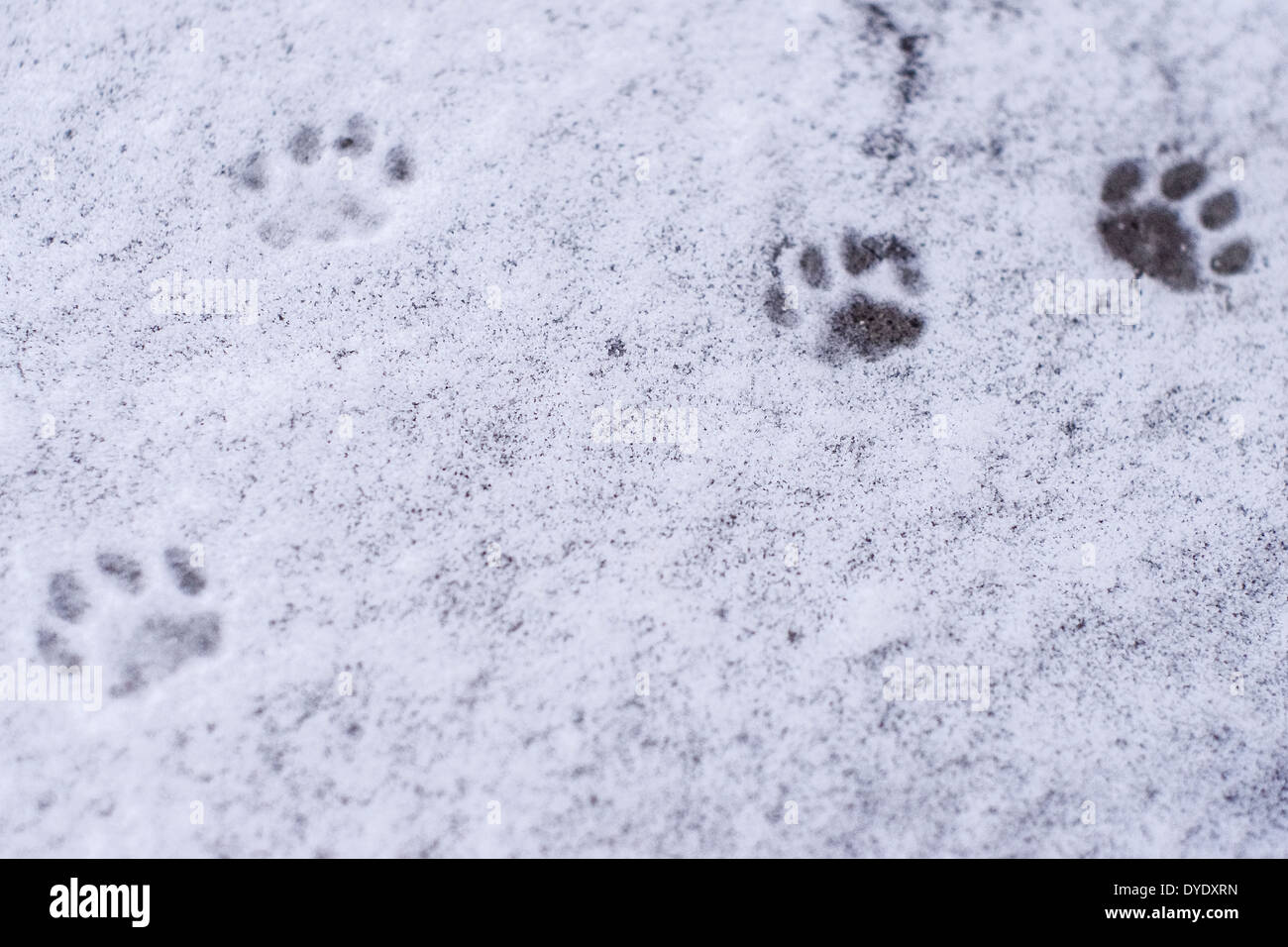 cat paws winter is coming catch me if you can Stock Photo - Alamy
