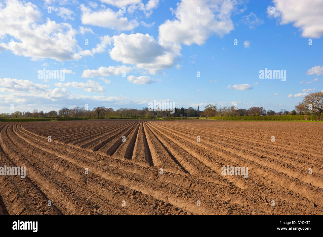 Patterns, lines and texture of freshly plowed soil of potato rows on ...
