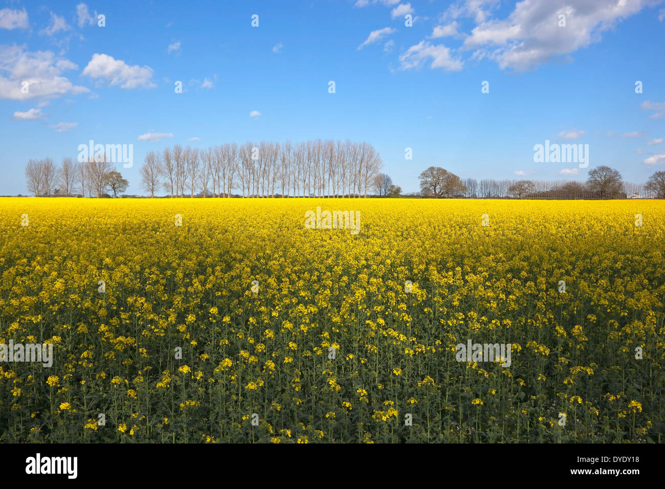 A rapeseed crop with bright yellow flowers in springtime with poplar ...