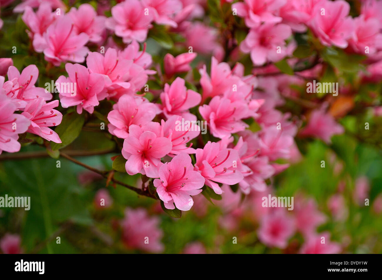 Azalee japonica hi-res stock photography and images - Alamy