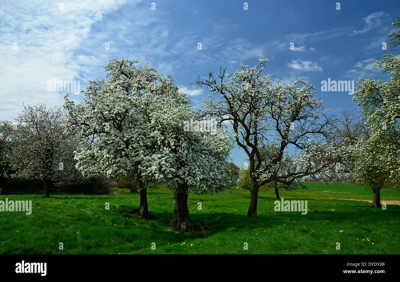 Pear orchard hi-res stock photography and images - Alamy