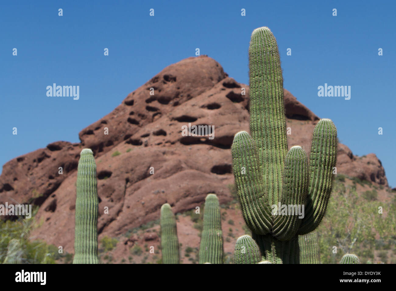 Papago Butte and cactus, Desert Botanical Gardens, Phoenix, Arizona ...