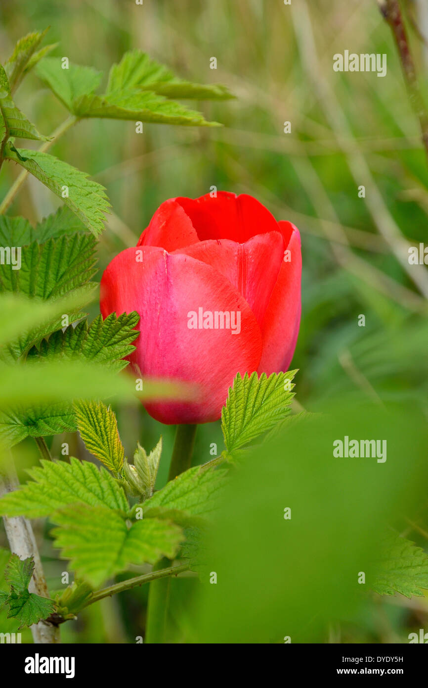 A tulip flower grows among raspberries Stock Photo - Alamy