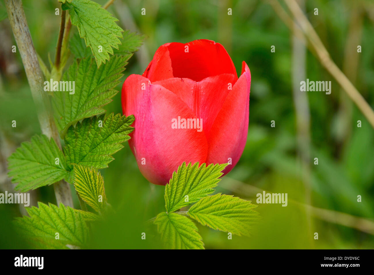 Flower grows up hi-res stock photography and images - Alamy