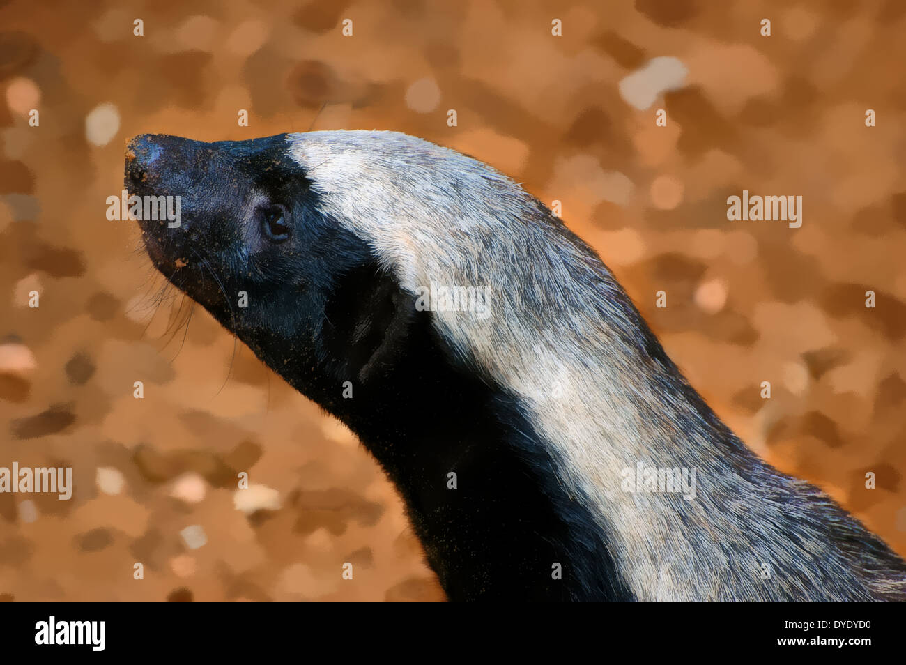 illustrations; animals; image; images,graphics; 1; horizontal, Skunks ...