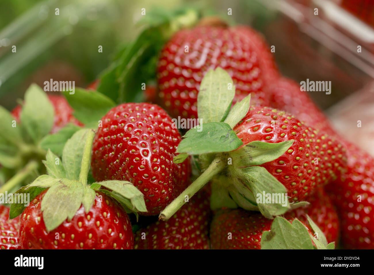 Big red strawberries hi-res stock photography and images - Alamy