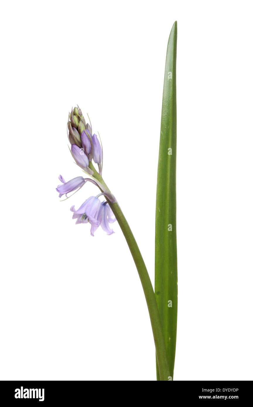 Isolated bluebell hi-res stock photography and images - Alamy