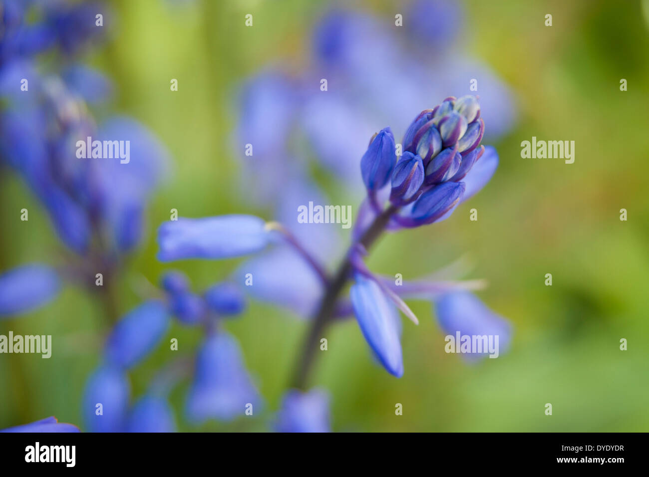 Bluebell flower buds hi-res stock photography and images - Alamy