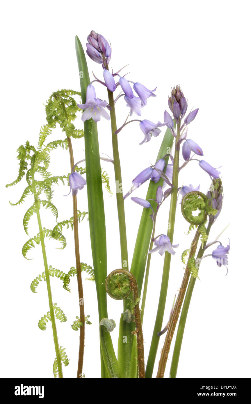 Bluebell flowers and leaves with fern fronds isolated against white ...