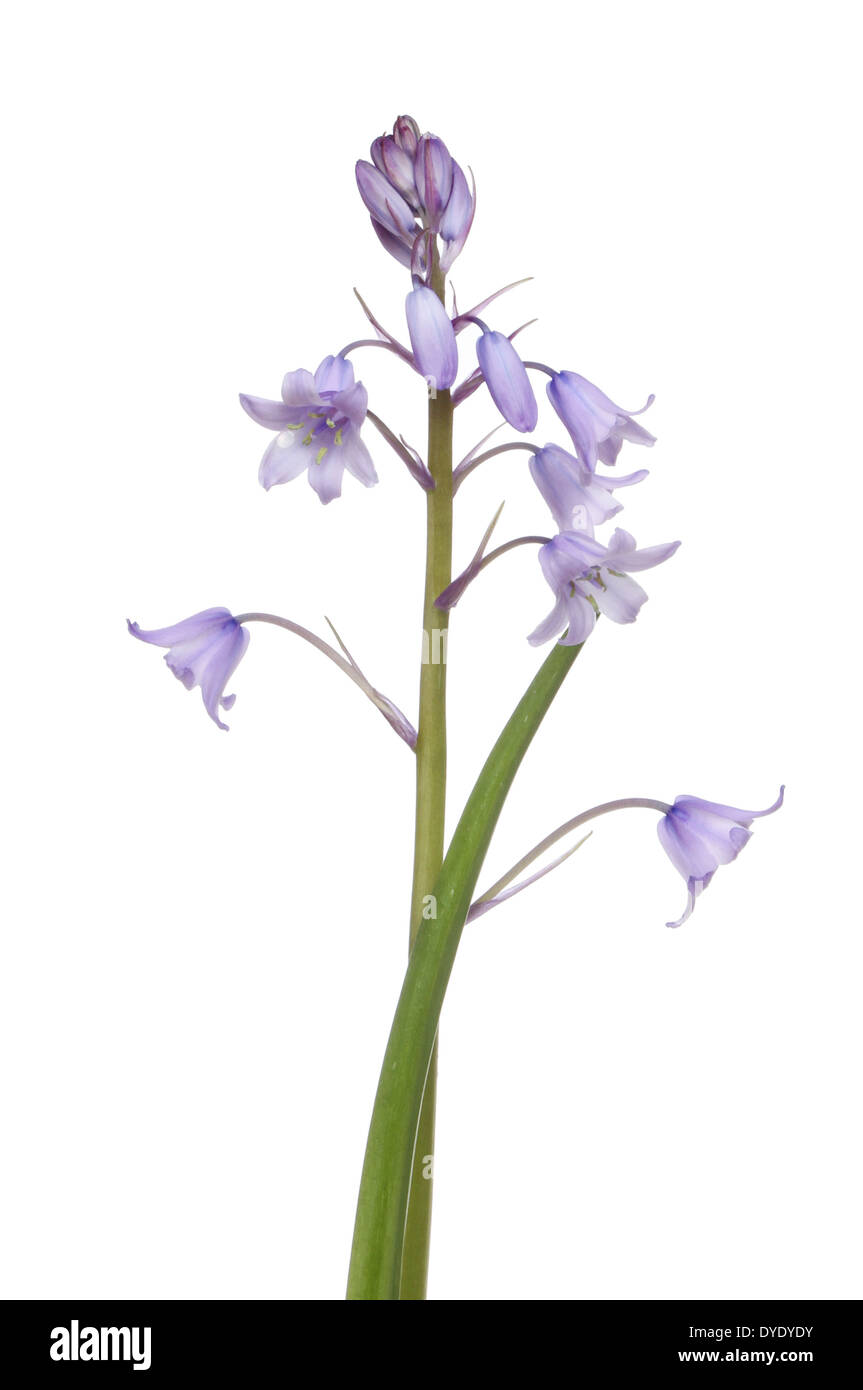 Bluebell flowers and leaf isolated against white Stock Photo - Alamy