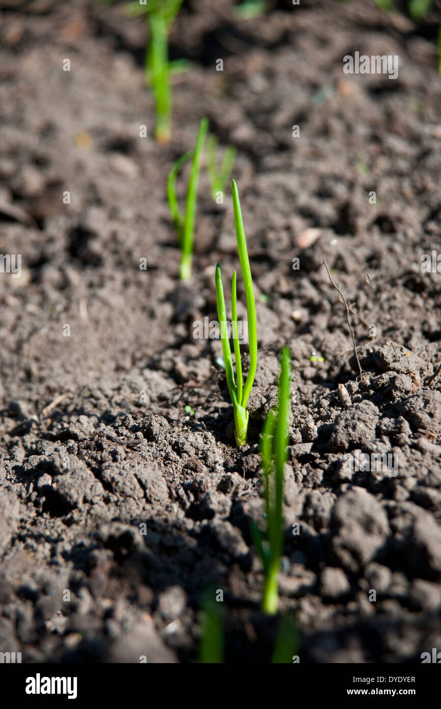 onion seedlings sprouting from a vegetable patch in spring Stock Photo ...