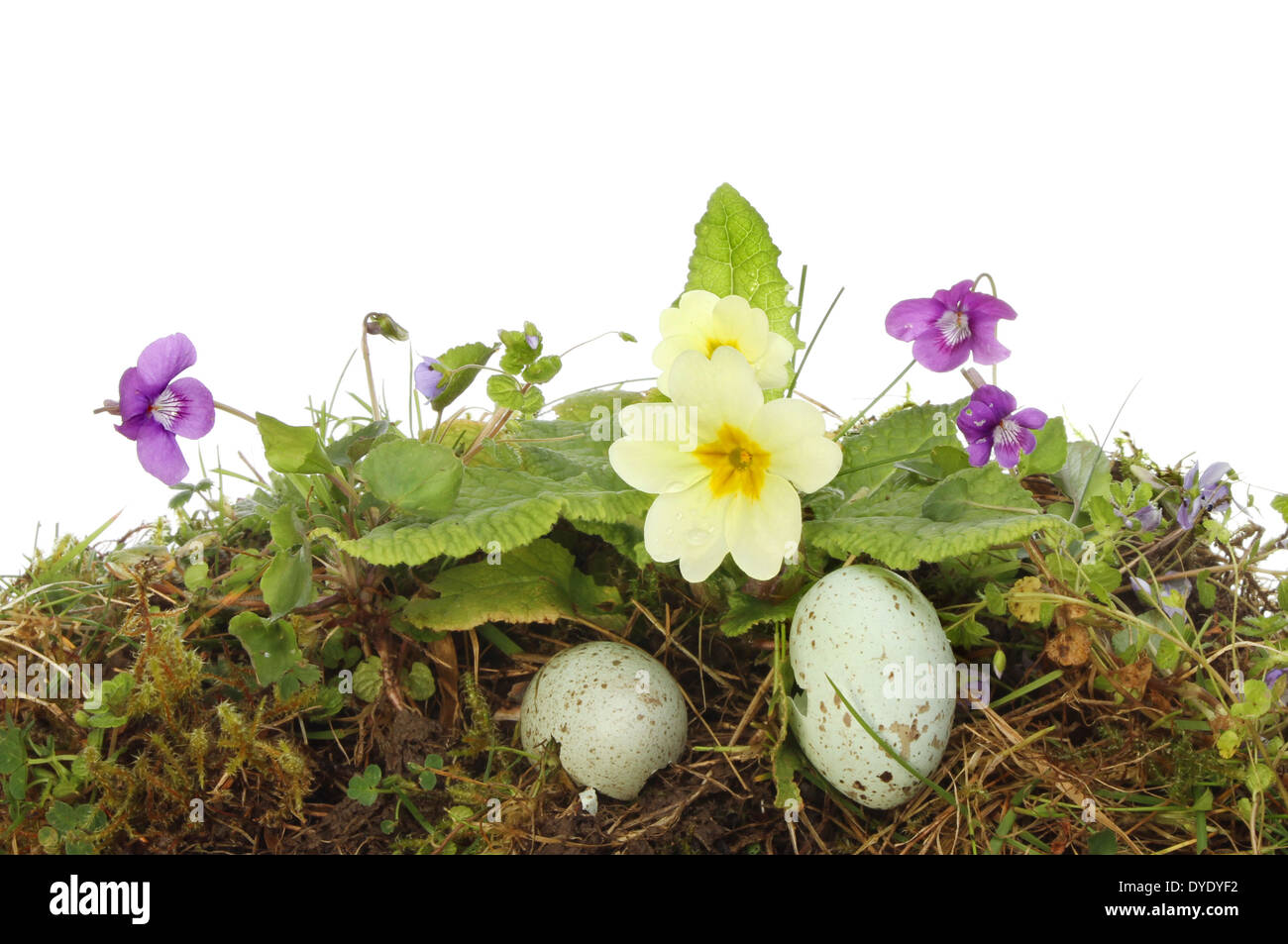 White primroses and grass hi-res stock photography and images - Alamy