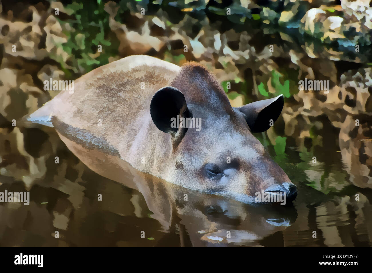 Tapiridae family hi-res stock photography and images - Alamy