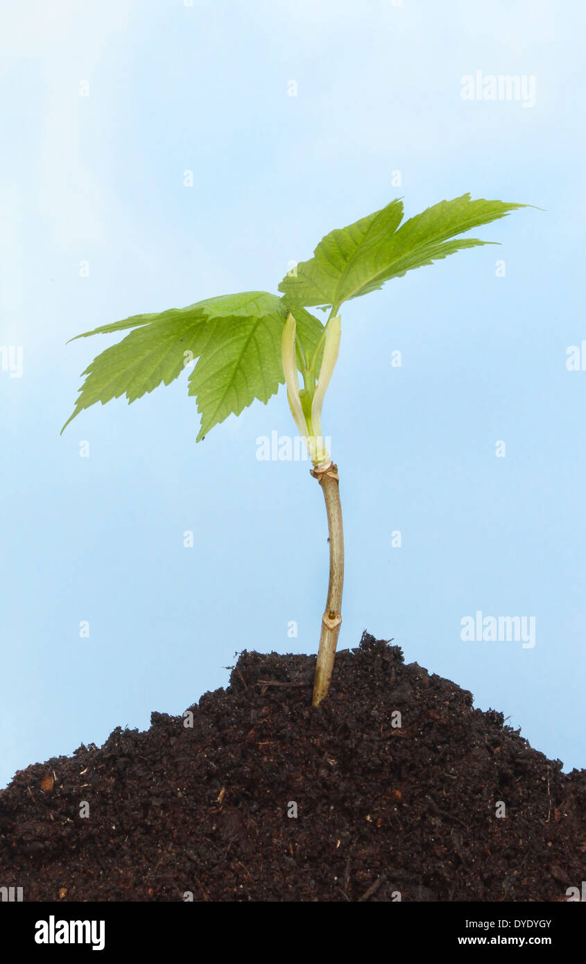 Sapling Trees Wallpapers