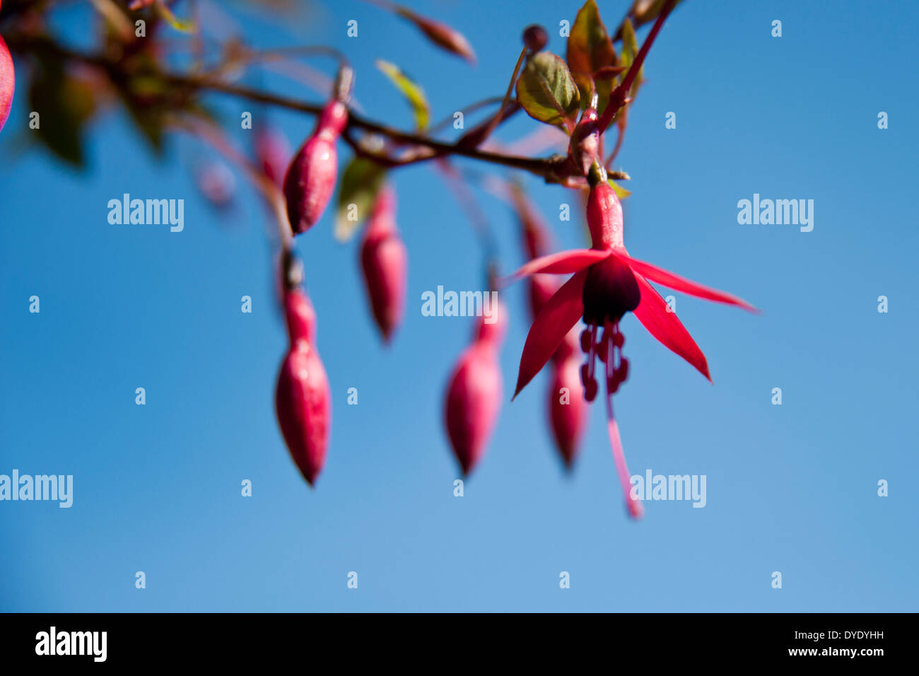 a pretty fuchsia flower against a bright blue sky Stock Photo - Alamy