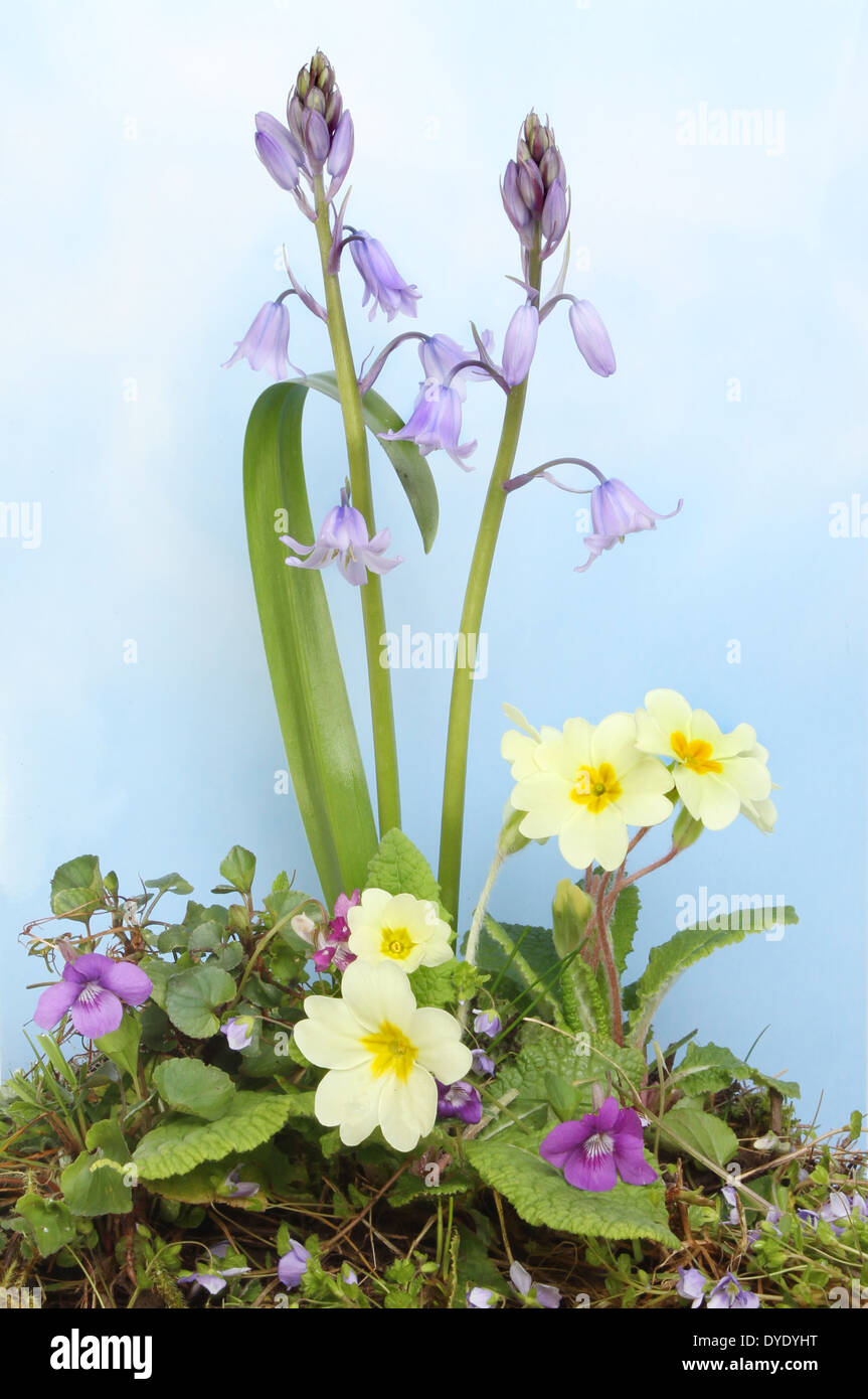 Spring flowers, blue bells, primroses violets and speedwell flowers ...