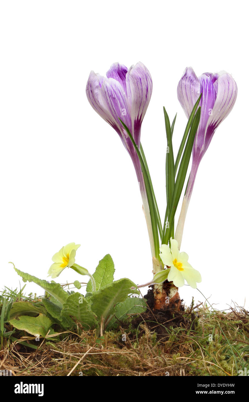 Spring flowers, crocus and primrose growing in grass and moss against a ...