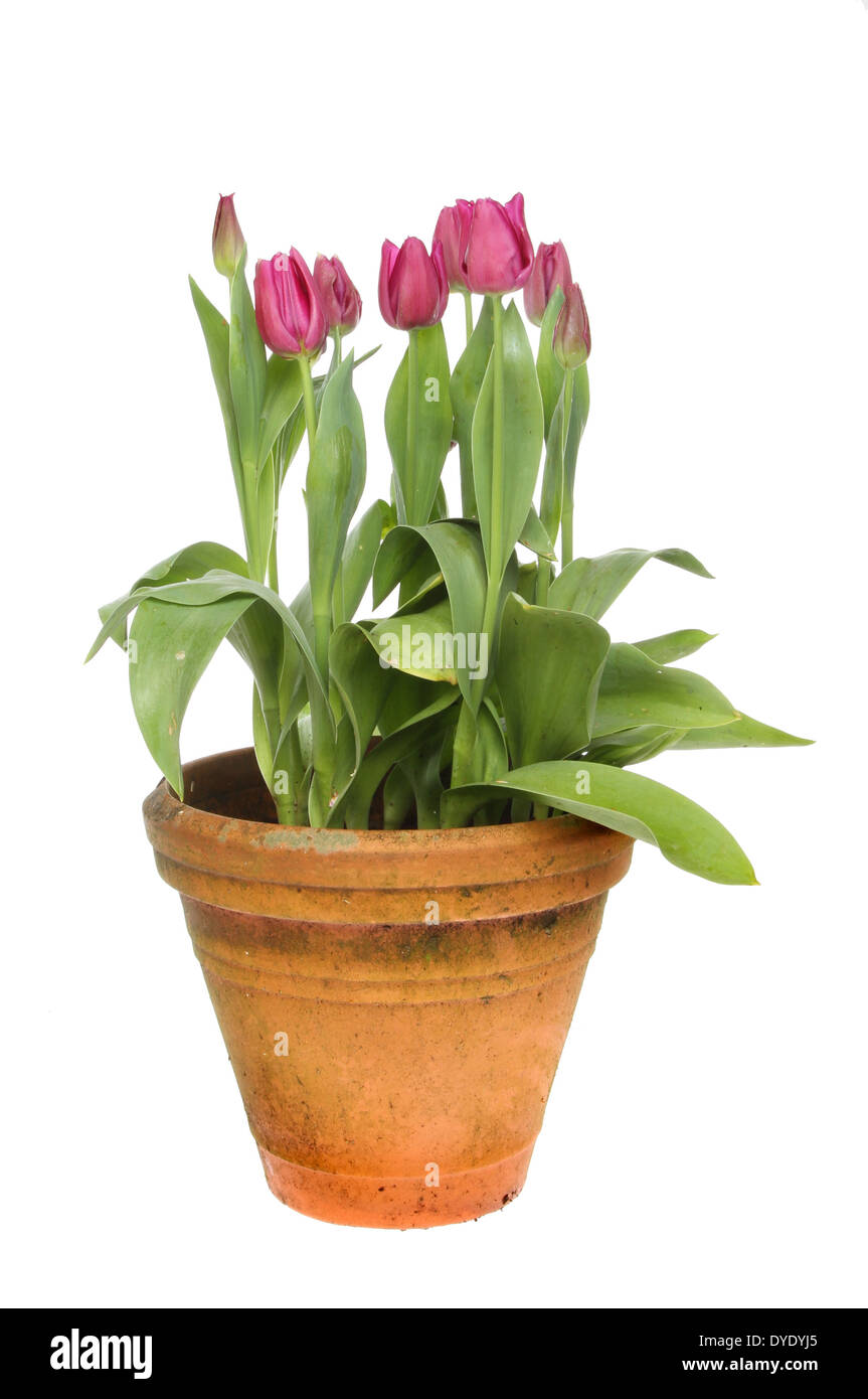 Flowers terracotta pot hi-res stock photography and images - Alamy