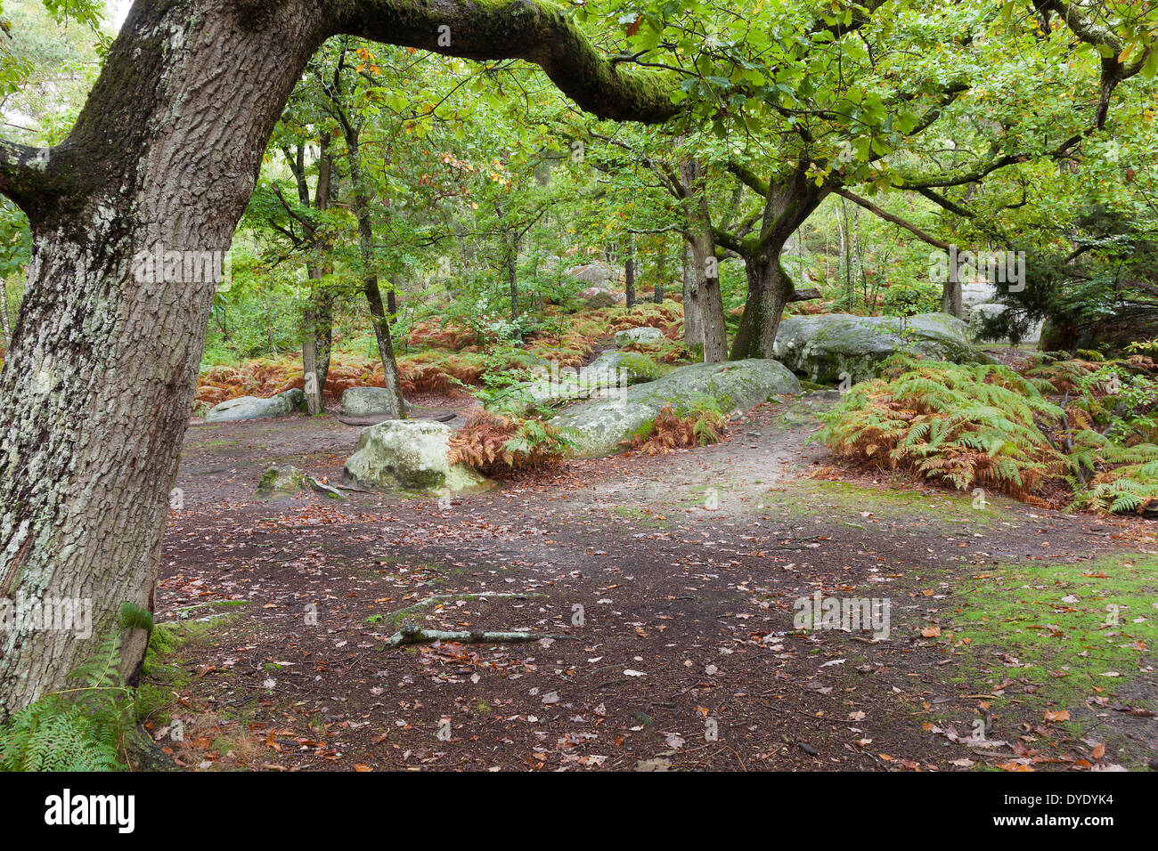 View of the forest of fontainebleau hi-res stock photography and images ...