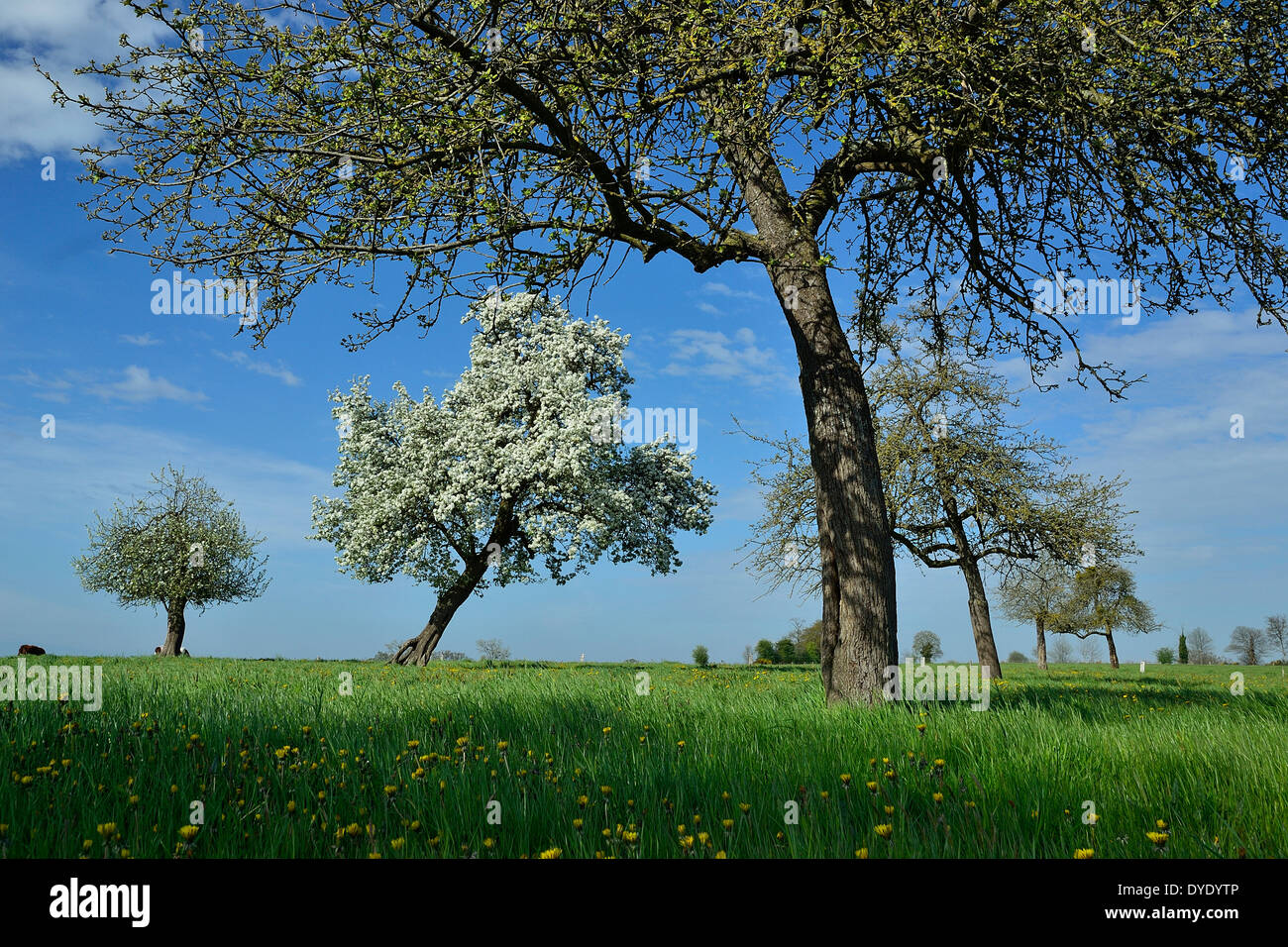 Cider country hi-res stock photography and images - Alamy