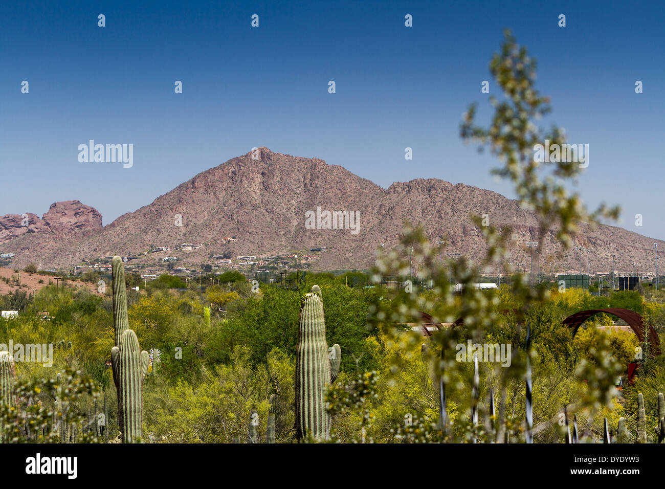 Camelback Mountain from Desert Botanical Gardens, Phoenix, Arizona, USA ...