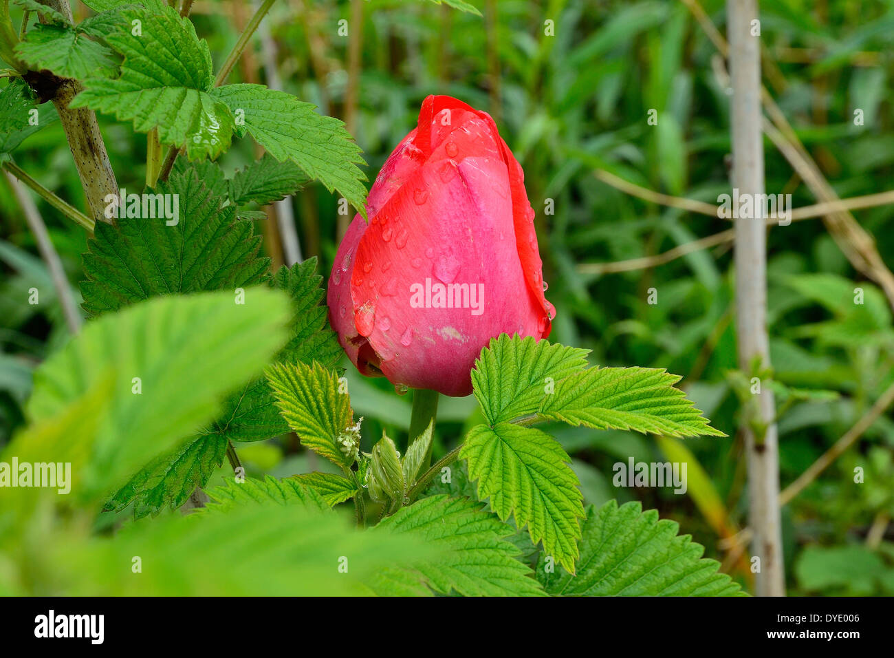 Raspberry blossom hi-res stock photography and images - Alamy