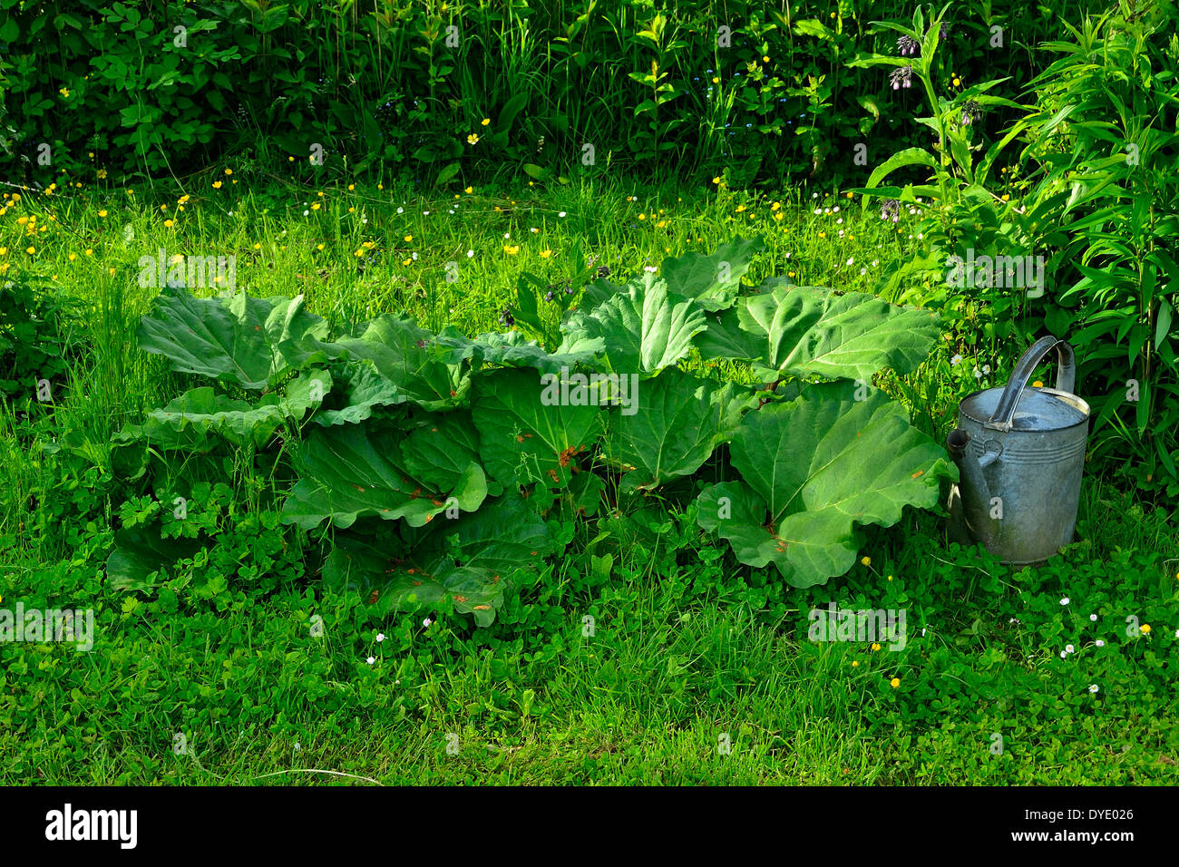 Young rhubarb shoots at a spring allotment (Potager de Suzanne; Le Pas ...