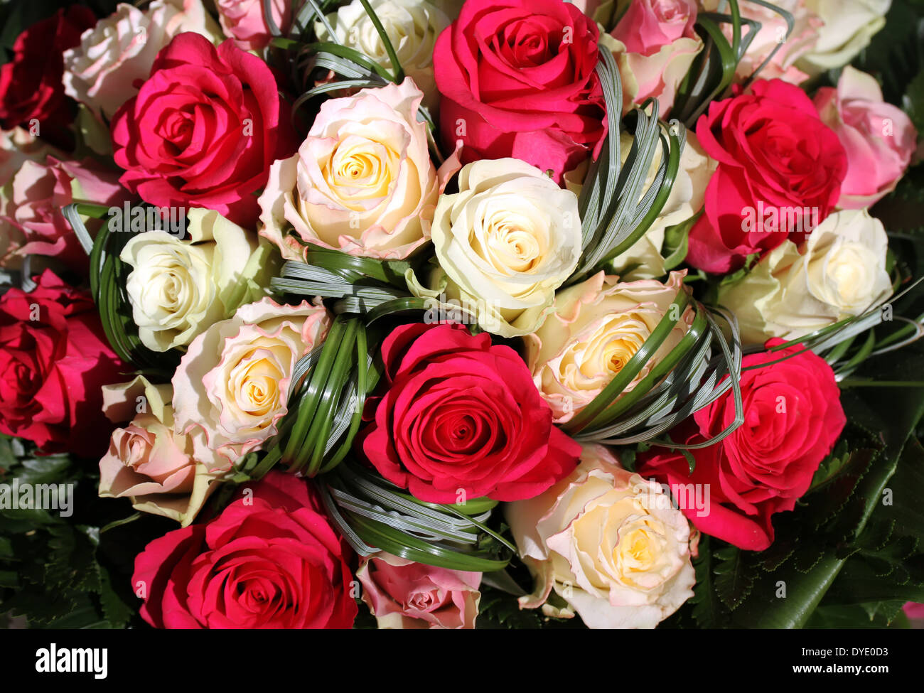 Soft red roses hi-res stock photography and images - Alamy