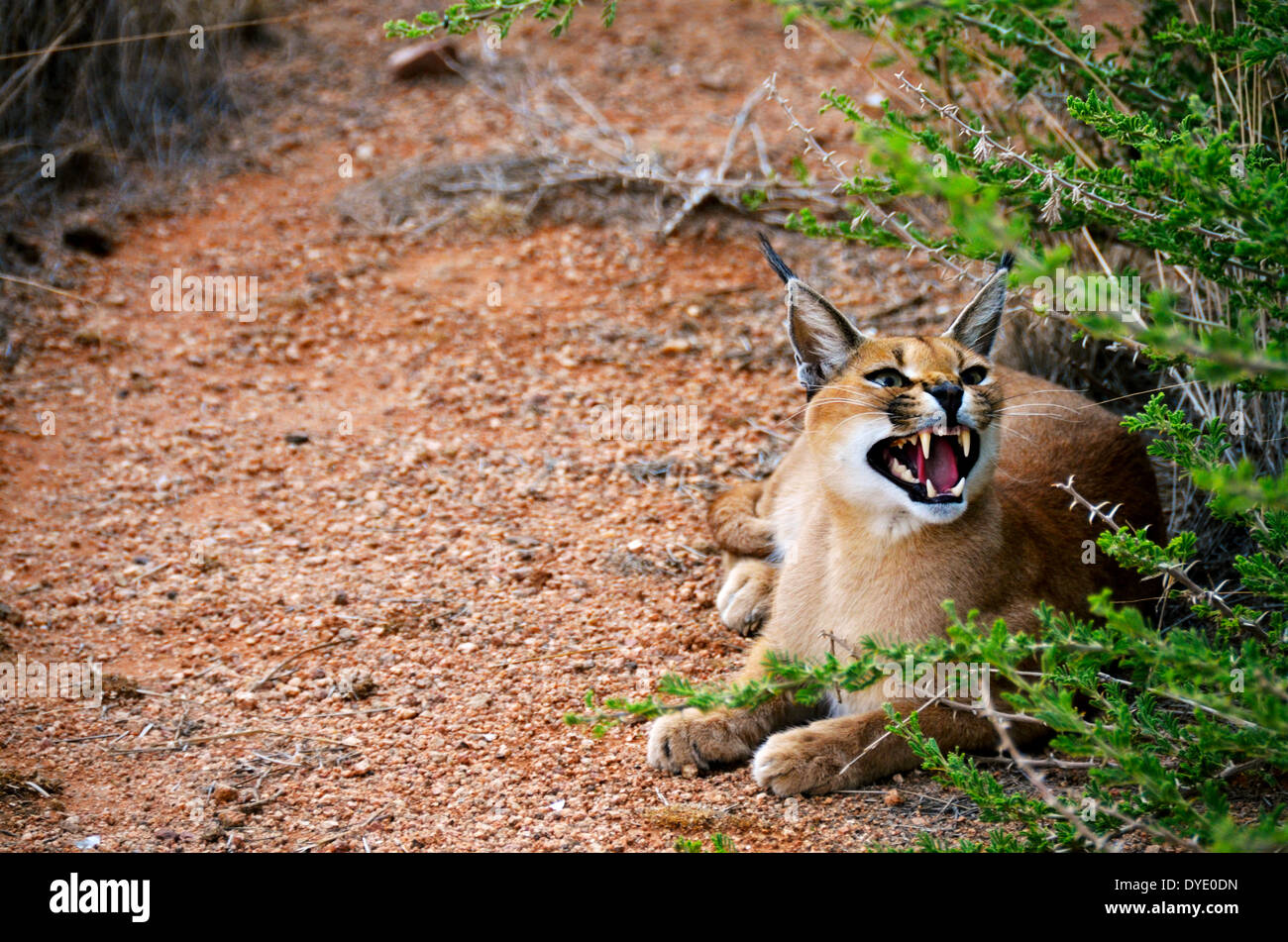 African Caracal