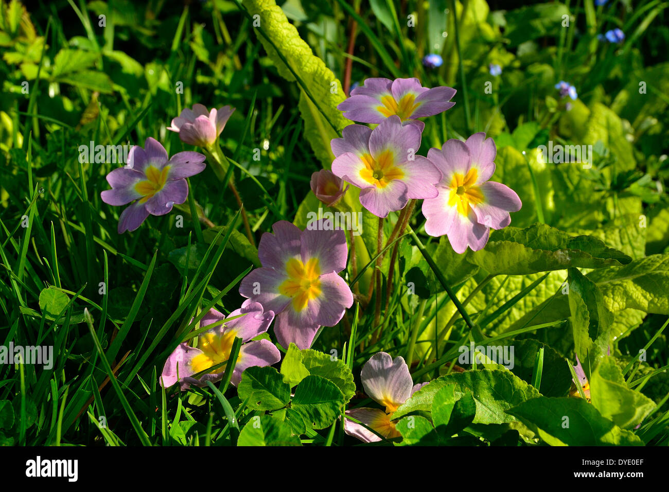 Primroses in bloom hi-res stock photography and images - Alamy