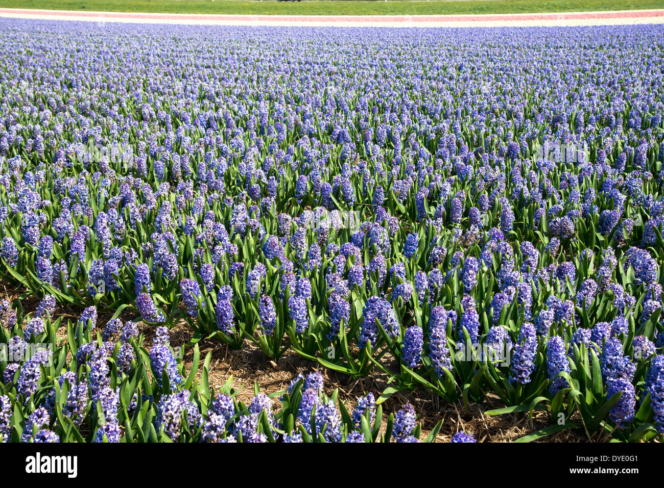 Hyacinth sky plant hi-res stock photography and images - Alamy