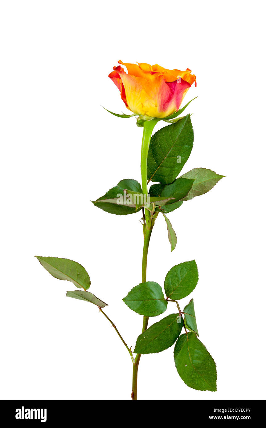 Single Stem Orange Rose