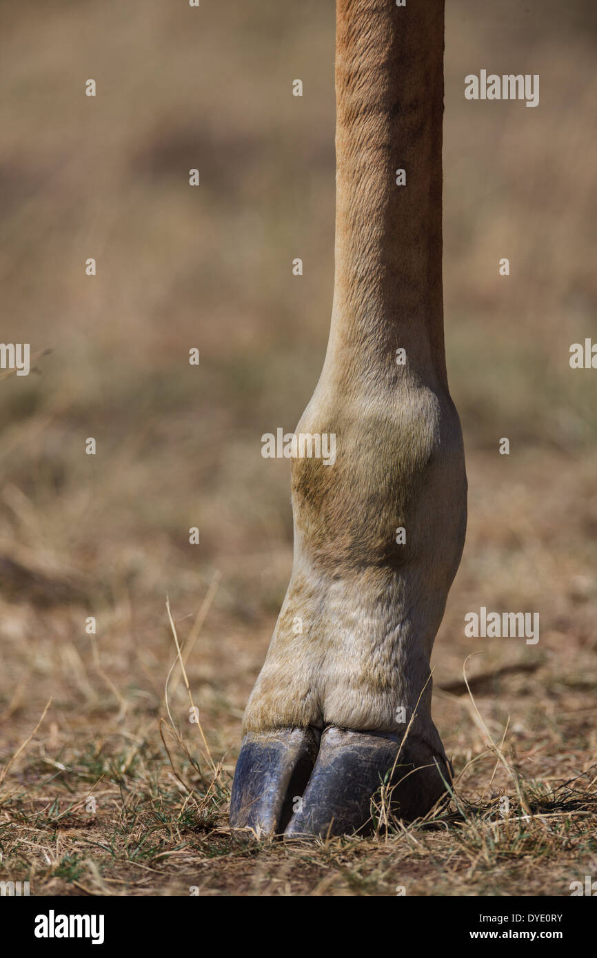 Giraffe hoof hi-res stock photography and images - Alamy