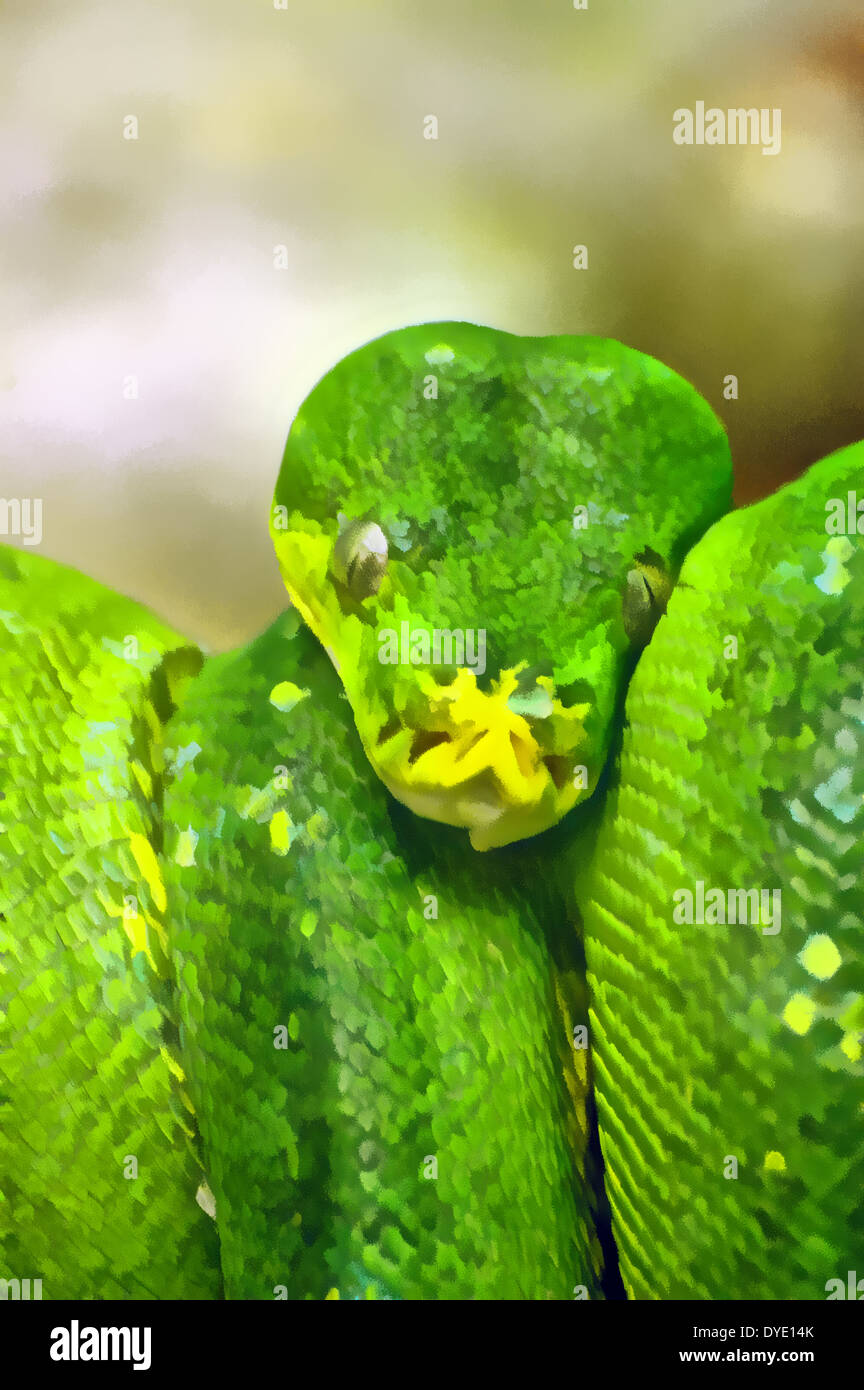 Emerald green boa hi-res stock photography and images - Alamy