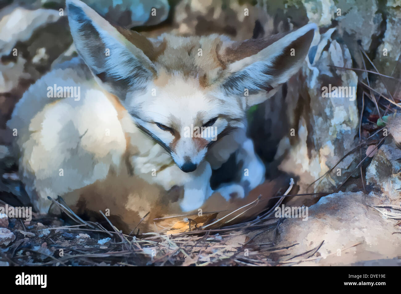 animals,animals illustrations,fauna,mammals,jackal,,illustrations ...