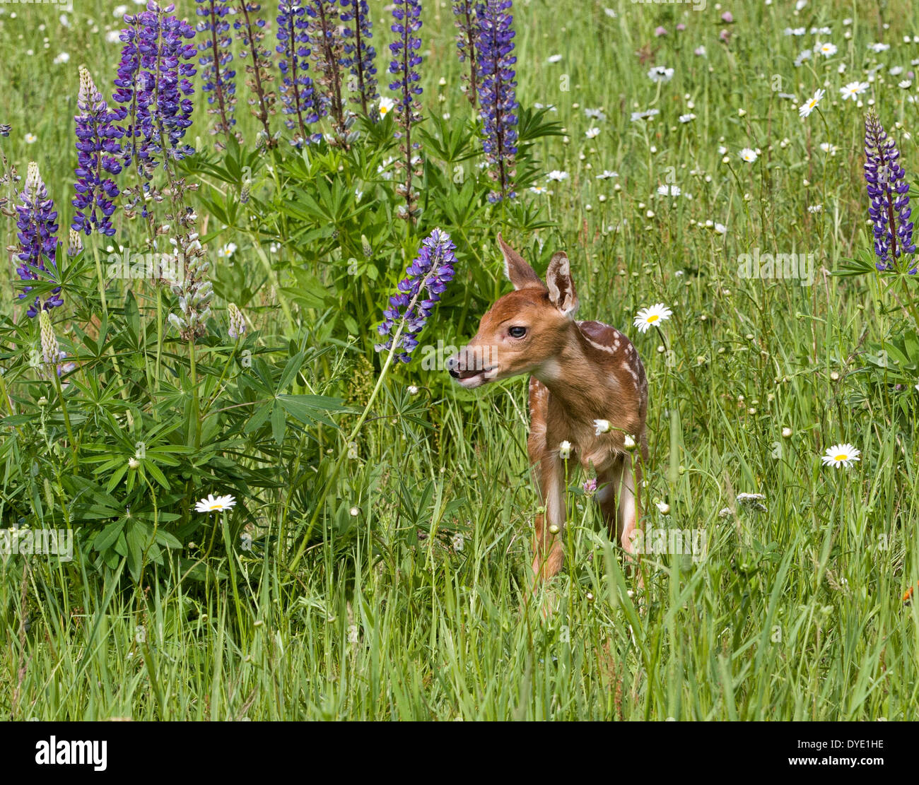 Beautiful fawn in a wildflower field Stock Photo - Alamy