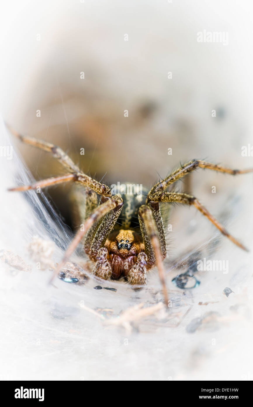 Labyrinth spider in its funnel shaped web Stock Photo - Alamy
