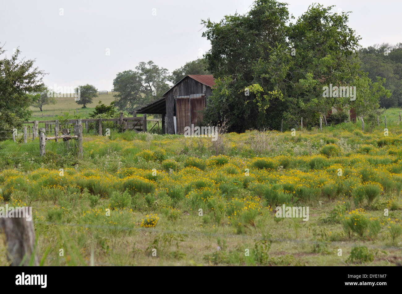 Country scene with yellow wildflowers rusted barn shack in background ...