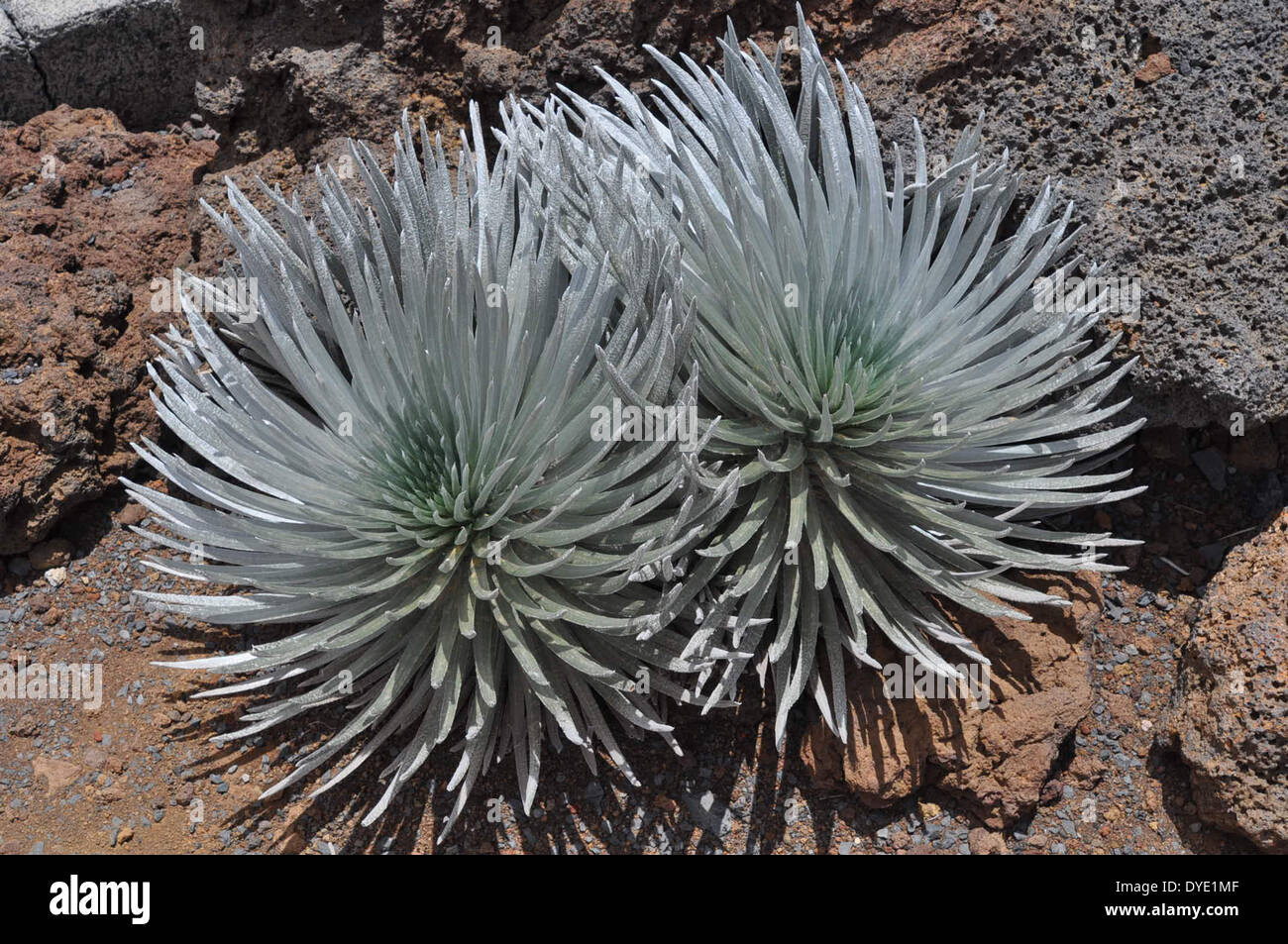 Silver sword plant haleakala High Resolution Stock Photography and ...