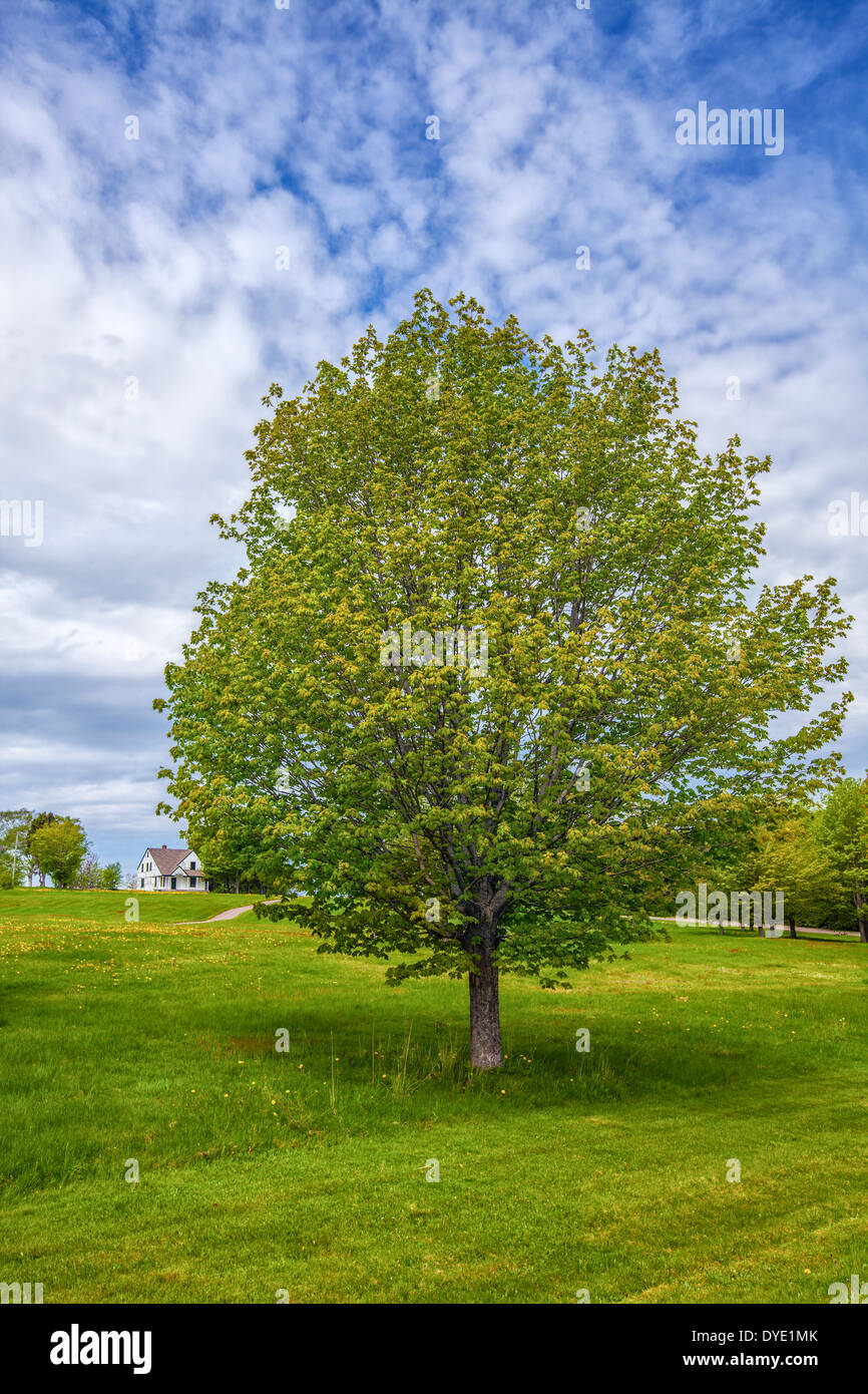 Lone maple tree in a parkland setting in rural Prince Edward Island ...