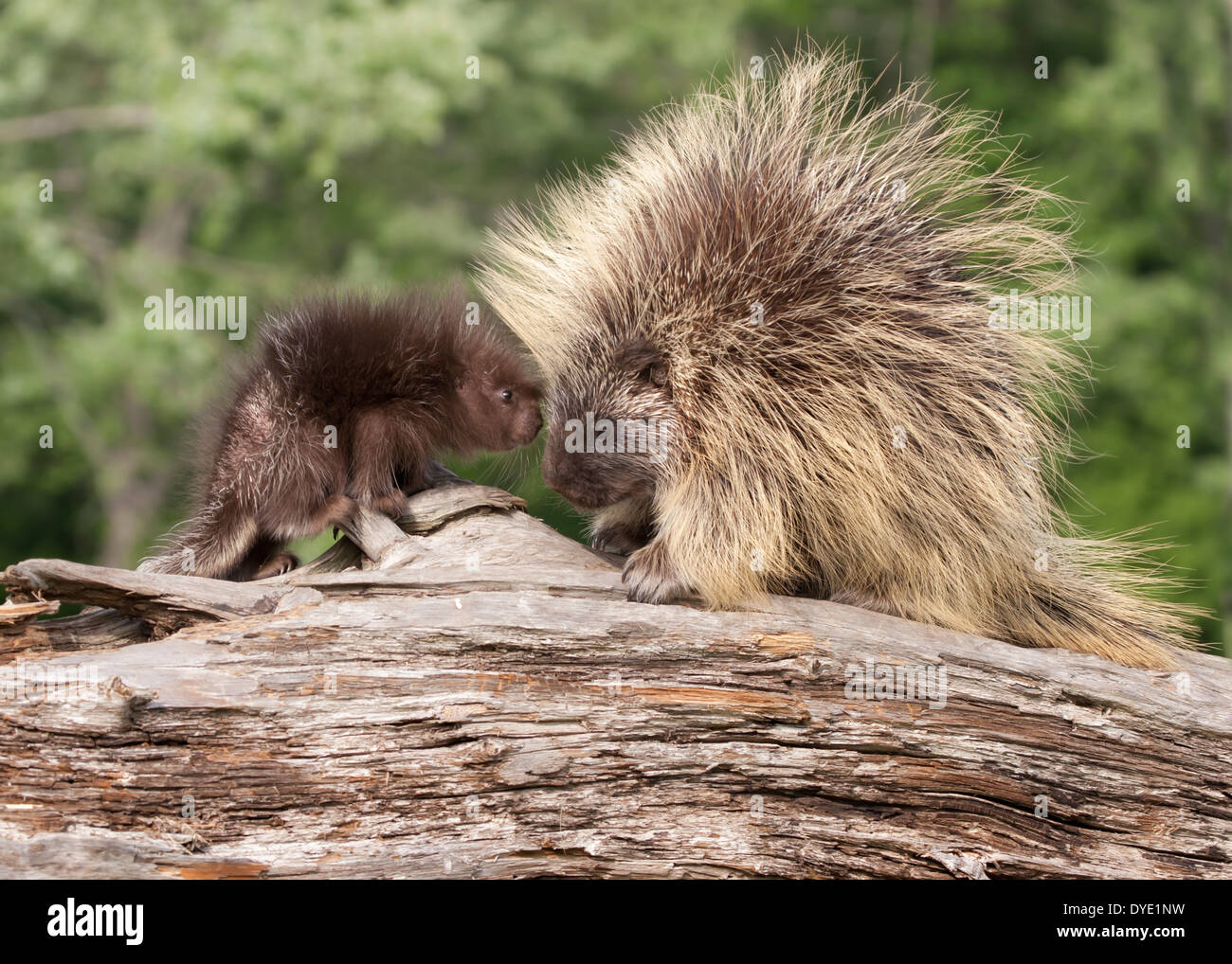 North american porcupine baby hi-res stock photography and images - Alamy