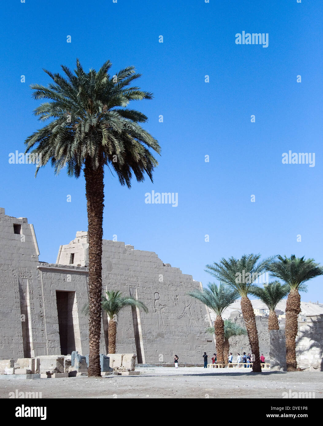 Egypt palm tree wall hi-res stock photography and images - Alamy