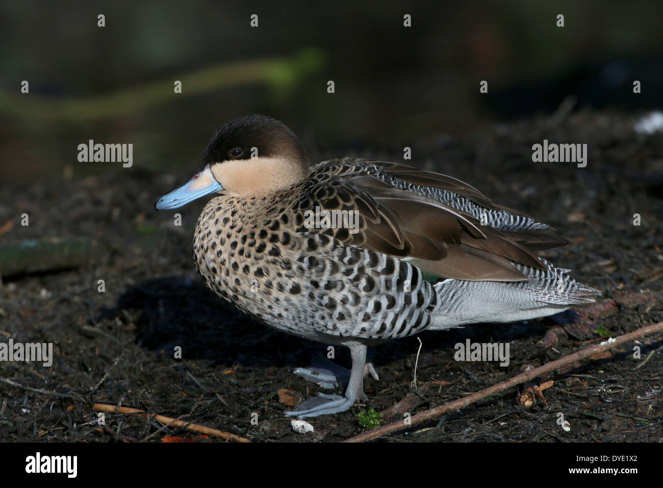 Silver teal hi-res stock photography and images - Alamy